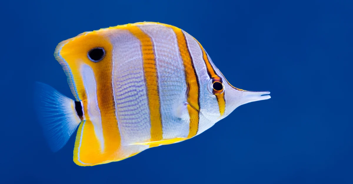 Butterflyfish a jewel of coral reefs - Antibiotics Fish