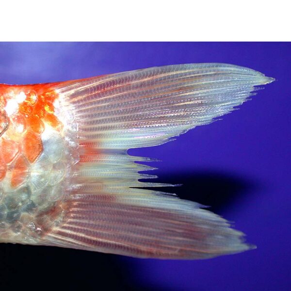 How Can I cure fin rot? - Antibiotics Fish