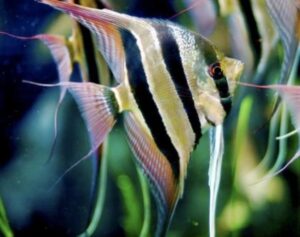 Altum Angelfish: The Orinoco´s King - Antibiotics Fish