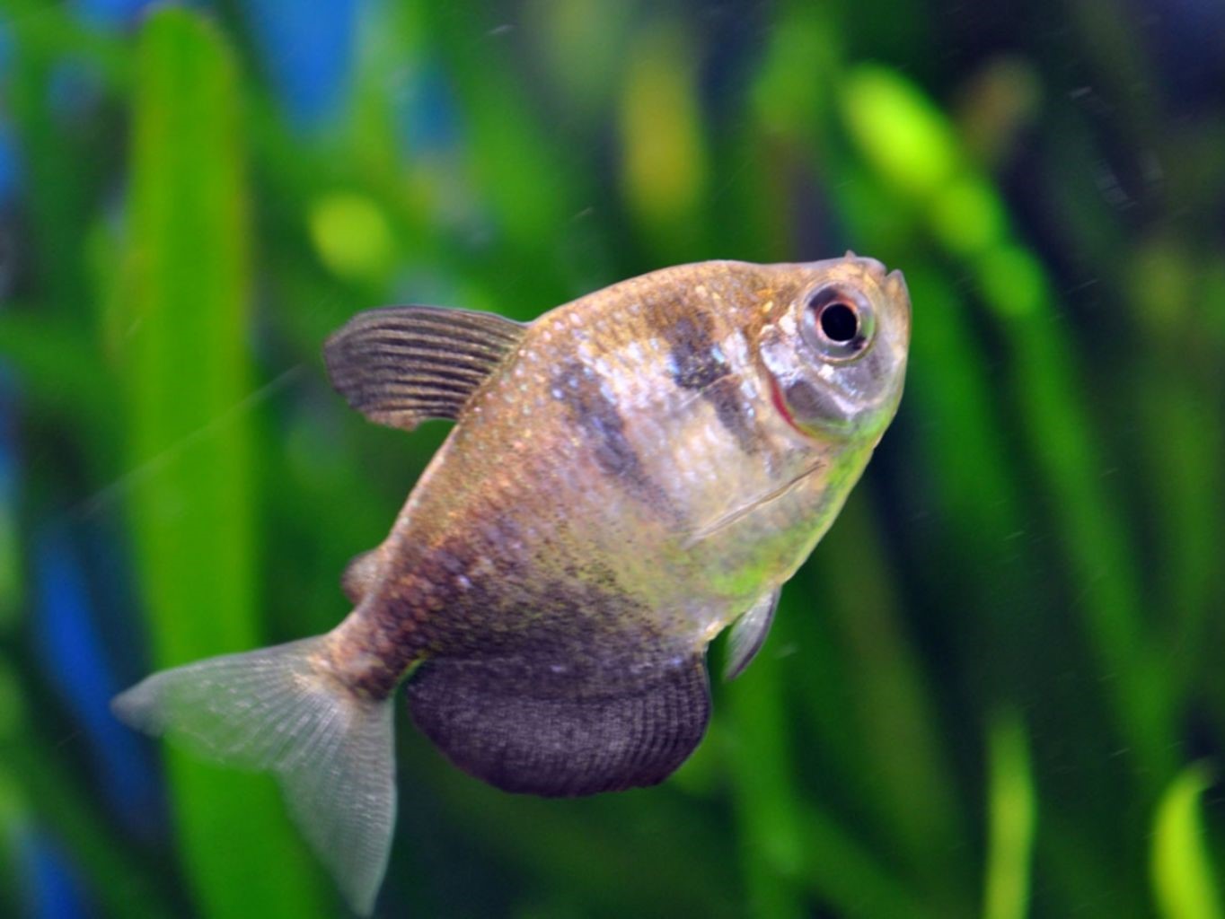 Black Widow Tetra: health and care - Antibiotics Fish