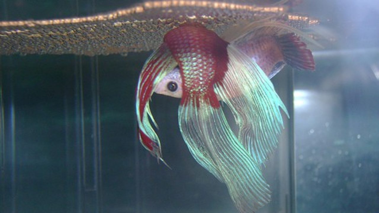 Betta Splendens: The figther - Antibiotics Fish