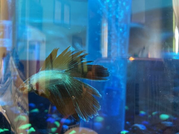 The Benefits of Methylene Blue in Tanks - Antibiotics Fish